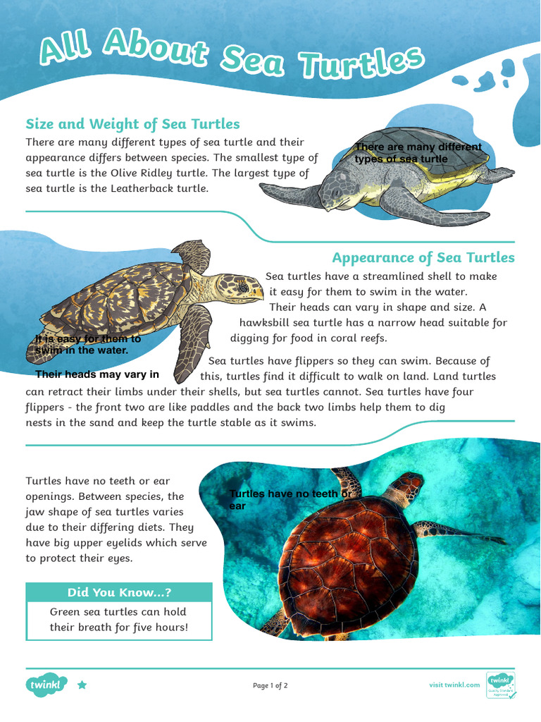 Sea Turtle Facts: Size, Diet, and Life Cycle | PDF | Sea Turtle | Turtle