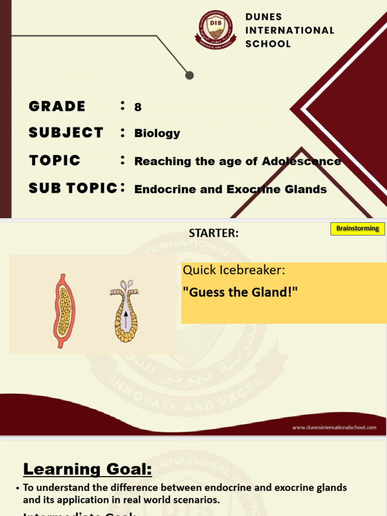 Grade 8 Adolescence Endocrine And Exocrine Glands 1 Pdf