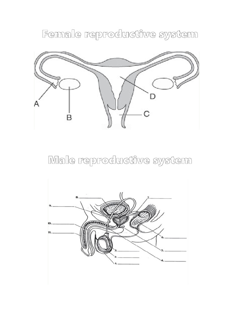 Reproductive System | PDF