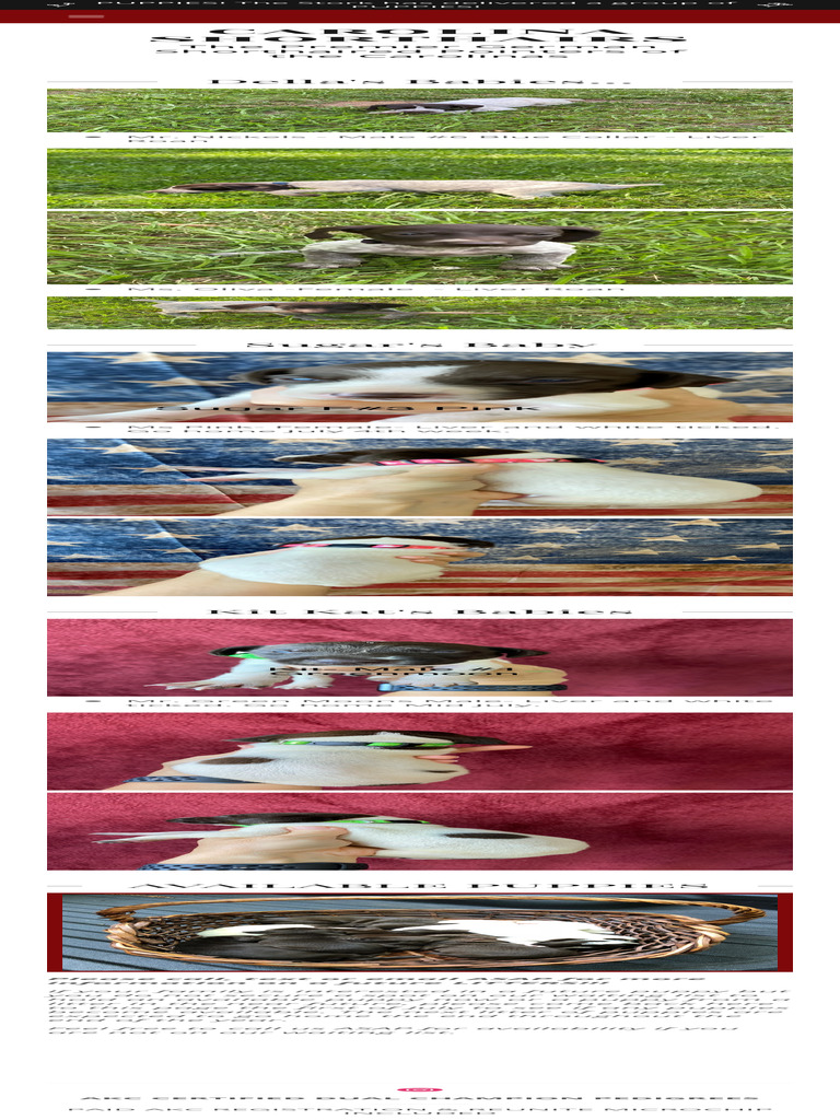 AVAILABLE PUPPIES HFCB | PDF