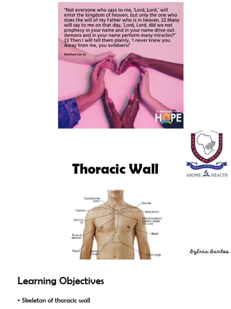 16.Thorax Wall | PDF | Thorax | Vertebral Column