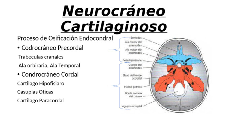 Neurocraneo Cartilaginoso | PDF