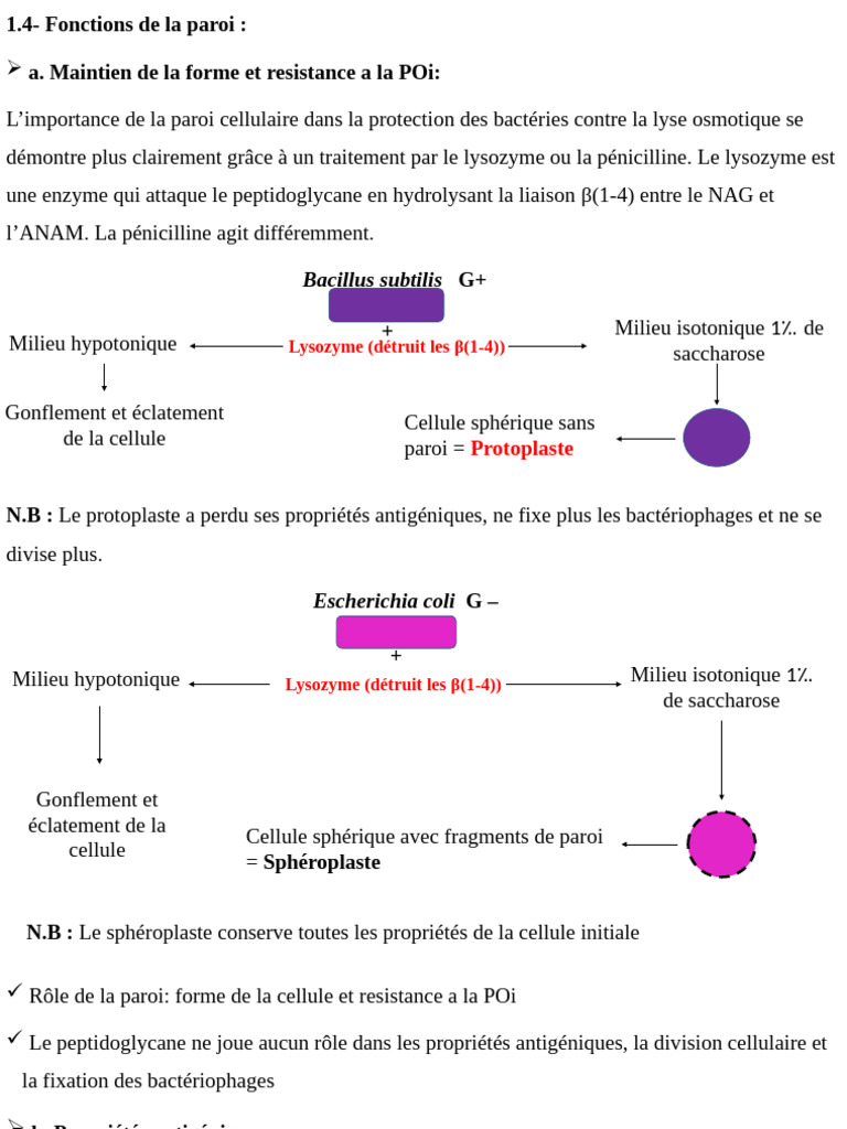 Cours 4 Microbiologie Générale | PDF | Salmonelle | Bactérie
