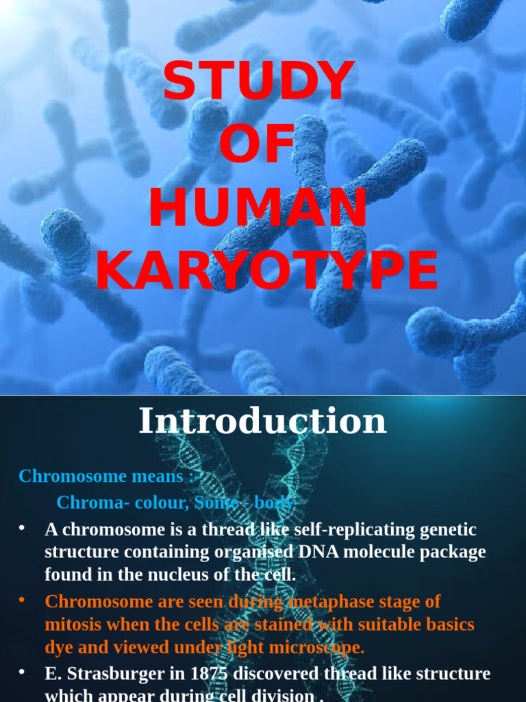 Karyotype | PDF
