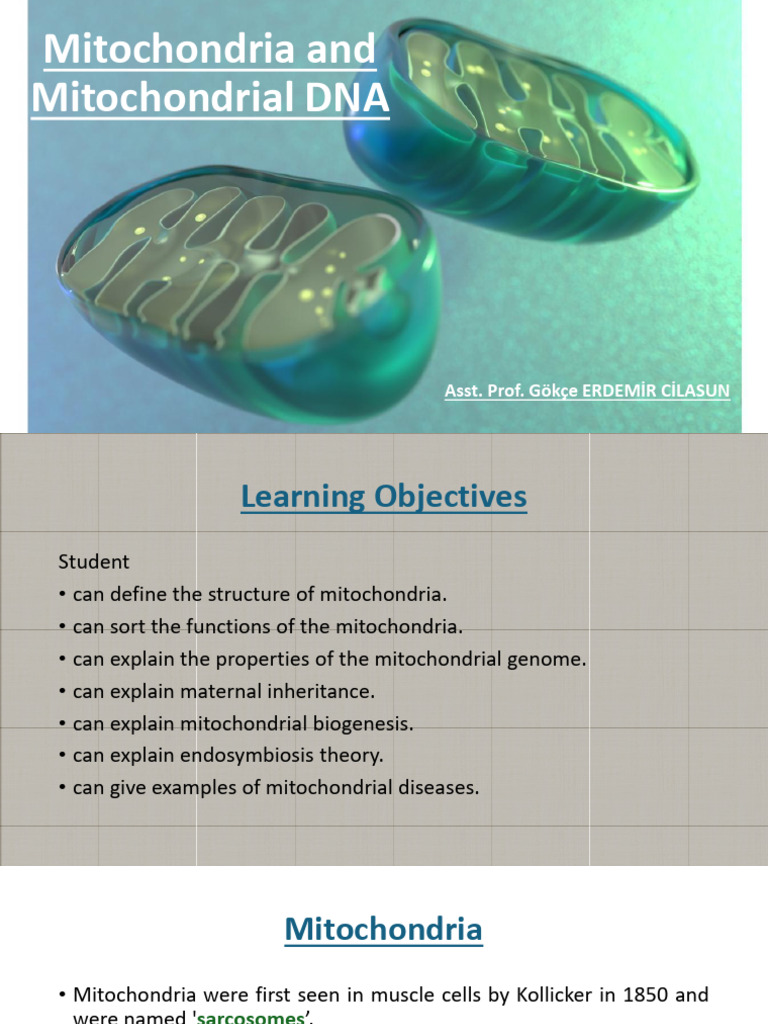 Mitochondria and Mitochondrial DNA | PDF | Mitochondrion | Adenosine ...