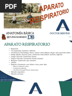 Anatomia de Via Aerea Inferior | PDF | Pulmón | Anatomía