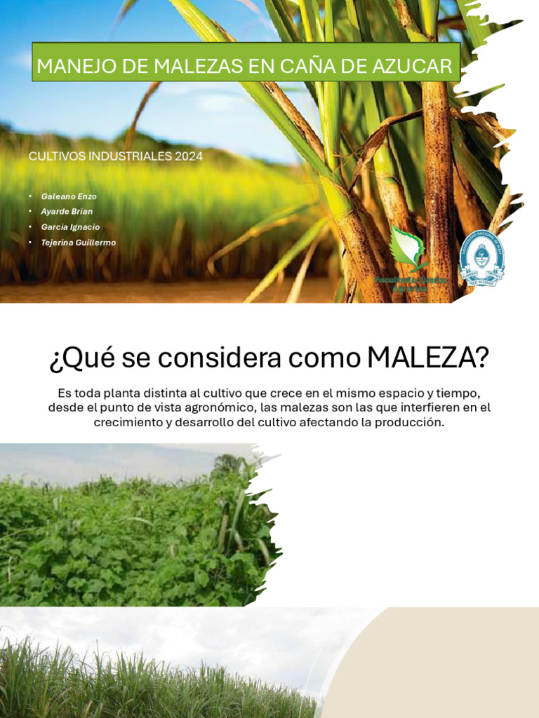Control de Malezas en Caña de Azúcar | PDF | Hierba | Pasto