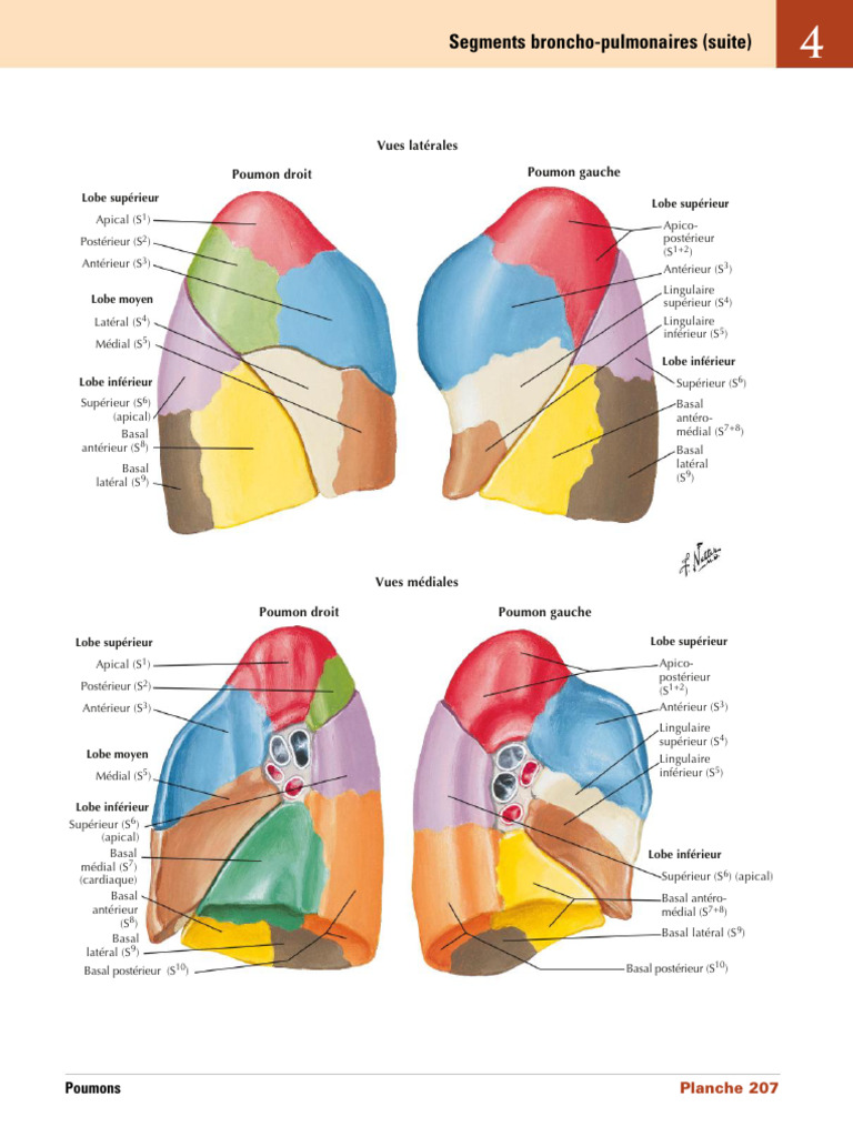 Segmentation bronchique des poumons | PDF
