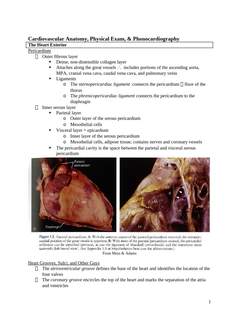 Cardiovascular Anatomy, PE, and Phonocardiography | PDF | Heart Valve ...