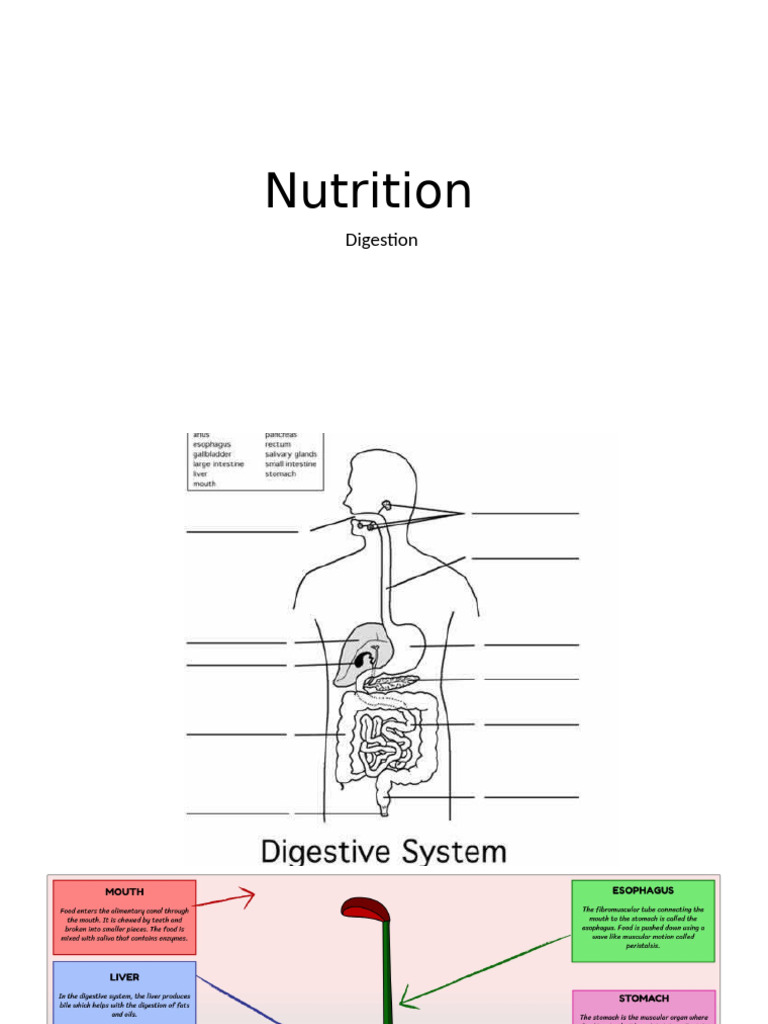 KPrIIX0GT6GAUgYgcdmm - Nutrition (Digestion) 2024 | PDF | Digestion ...