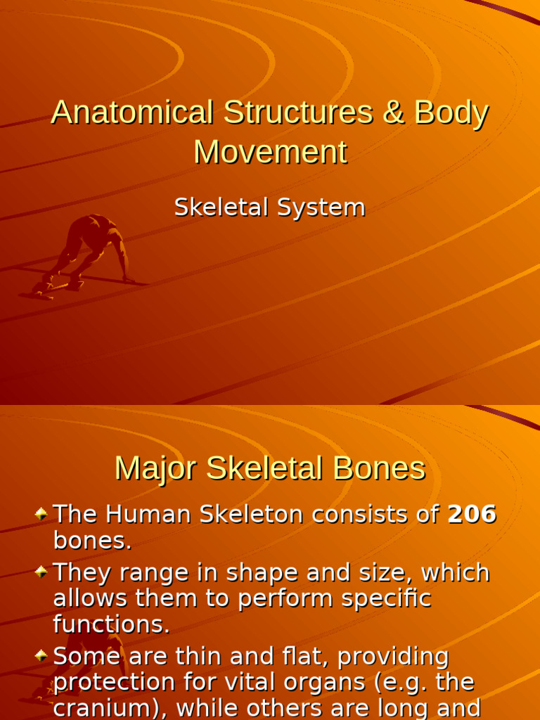 Skeletal System 2021 | PDF | Anatomical Terms Of Location | Skeleton