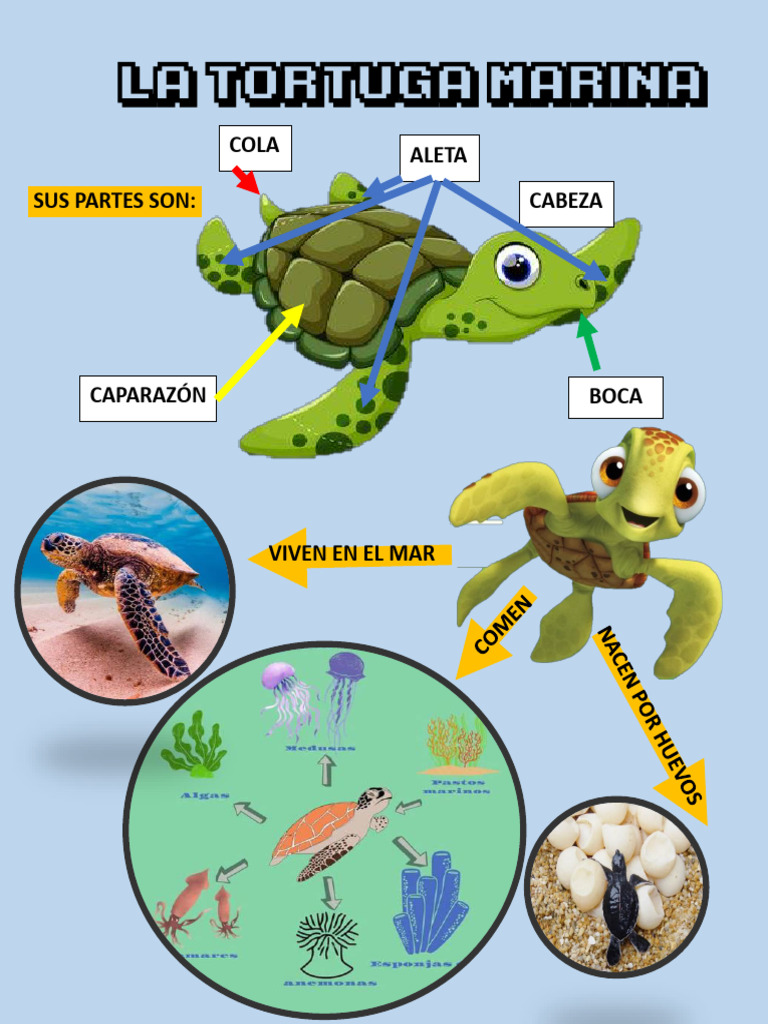 La Tortuga Marina | PDF