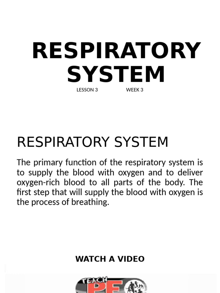 Lesson 3 Respiratory System | PDF | Respiratory Tract | Lung