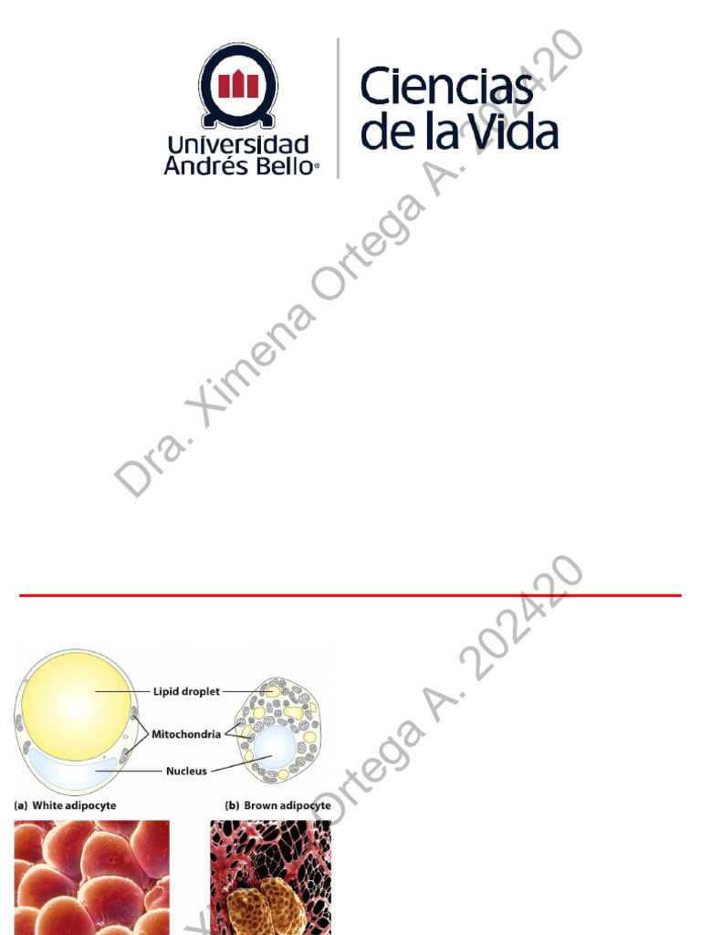 Bioq 2 | PDF | Trifosfato de adenosina | Bioquímica