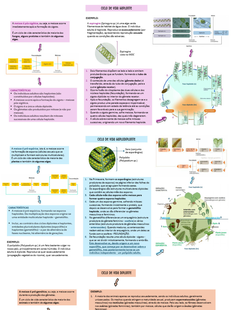 CICLO DE VIDA | PDF | Meiose | Ploidia