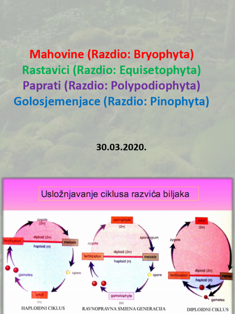 Mahovine, Rastavci, Cetinari | PDF