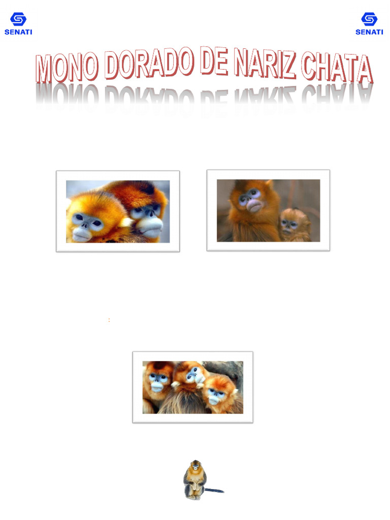 Mono Dorado de Nariz Chata | PDF | Foods | Habitat