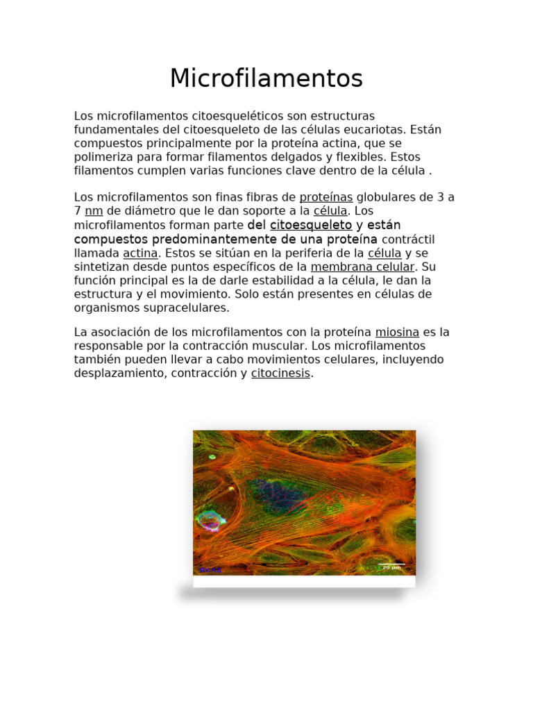 Microfilamentos | PDF | Actina | Biología Celular)