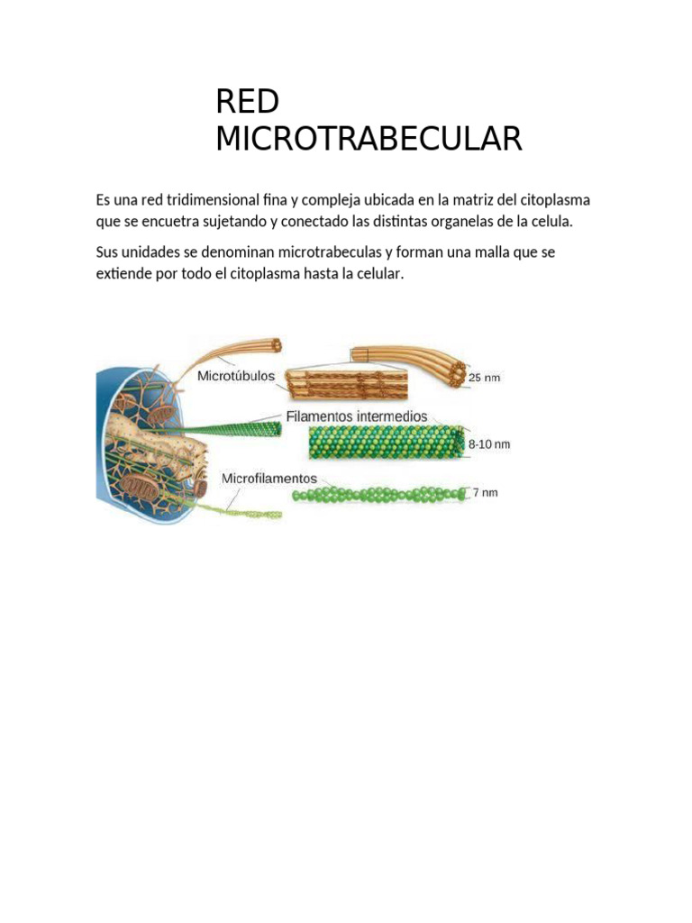 Red Microtrabecular | PDF