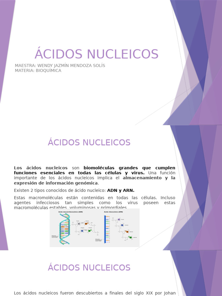 Ã Cidos Nucleicos | PDF | Adn | Ácidos nucleicos