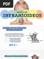 Musculos Suprahiodeos e Infrahioideos | PDF | Sistema esquelético ...