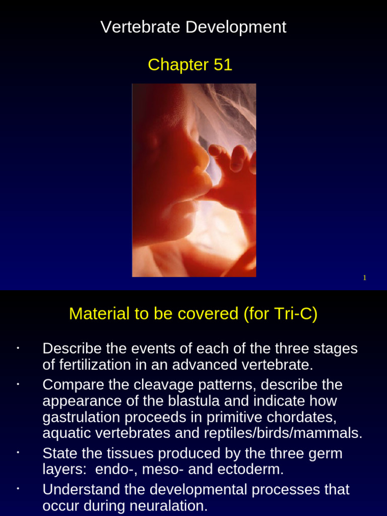 Human Embryo Development | PDF | Embryo | Lactation