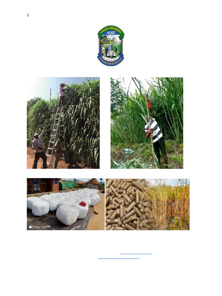 Juncao and Pakchong Napier Grass Review | PDF | Animal Feed | Agriculture