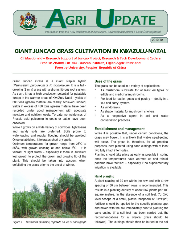 Giant Juncao Grass Cultivation in KZN 1 | PDF | Soil | Agriculture