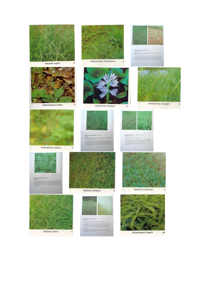 Foto Gulma Pokok Sawit | PDF