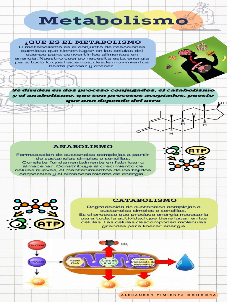 Metabolismo: Catabolismo y Anabolismo | PDF