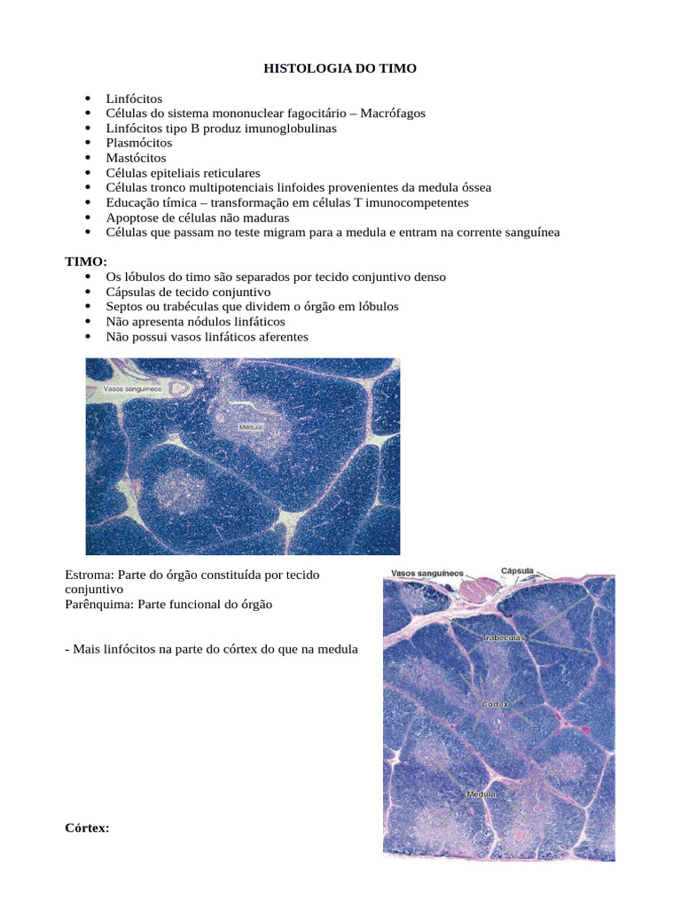 Aula 05 - Timo | PDF