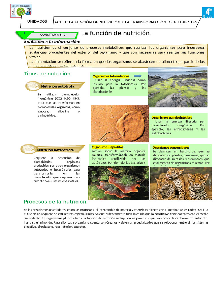 A-4º Act 1-Cyt-Und 3 - Sem 1 | PDF | Digestión | Sistema digestivo humano