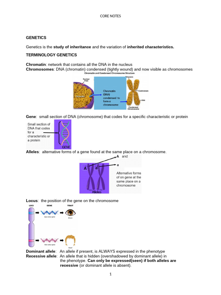 Genetics Basics Core Notes | PDF | Dominance (Genetics) | Genotype