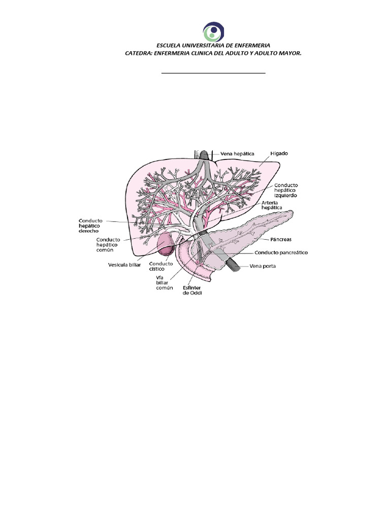 hepatitis-2020-eue-pdf-pdf-transaminasa-hepatitis