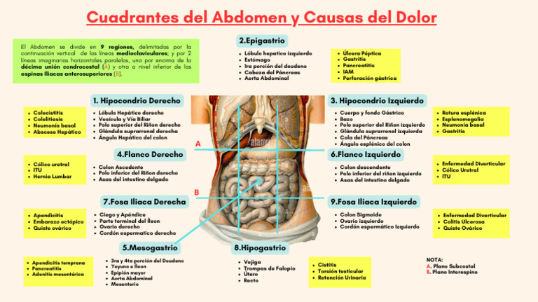 Cuadrantes Del Abdomen y Causas Del Dolor | PDF | Abdomen | Intestino ...