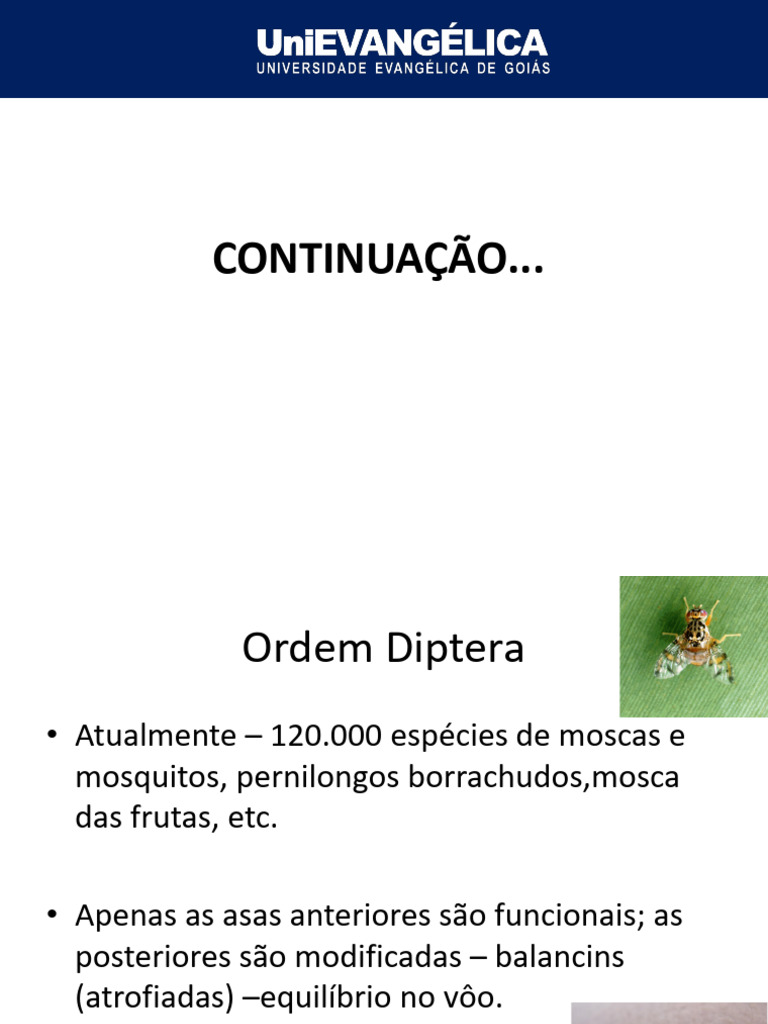 Ordem Diptera (1) | PDF | Mosquito | Mosca