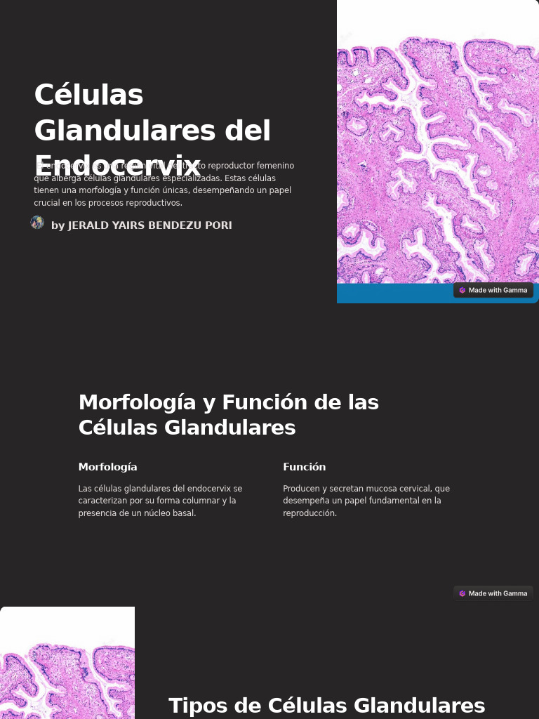 Celulas Glandulares Del Endocervix | PDF | Ciclo menstrual | Biología ...