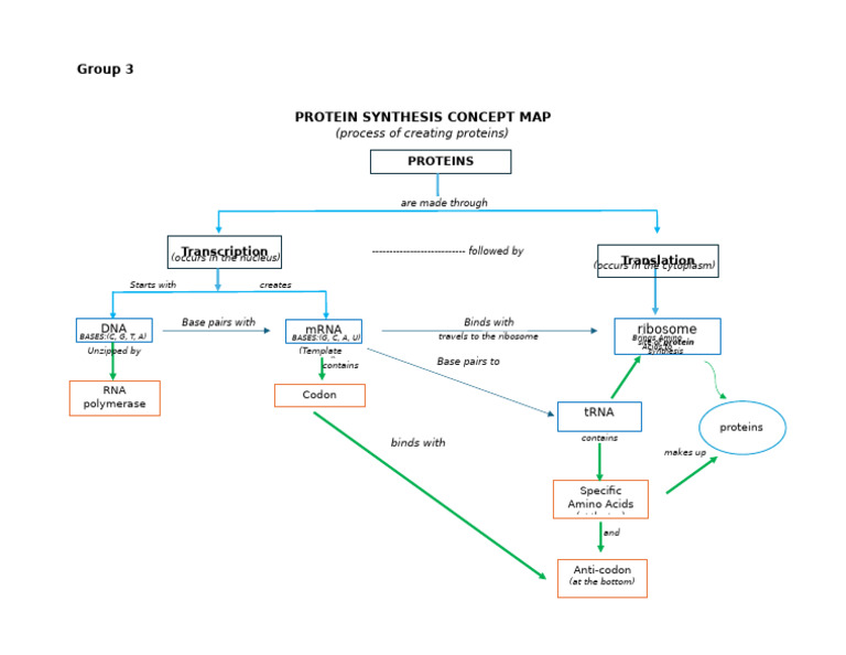 Protein Synthesis Concept Map | PDF | Translation (Biology) | Genetics