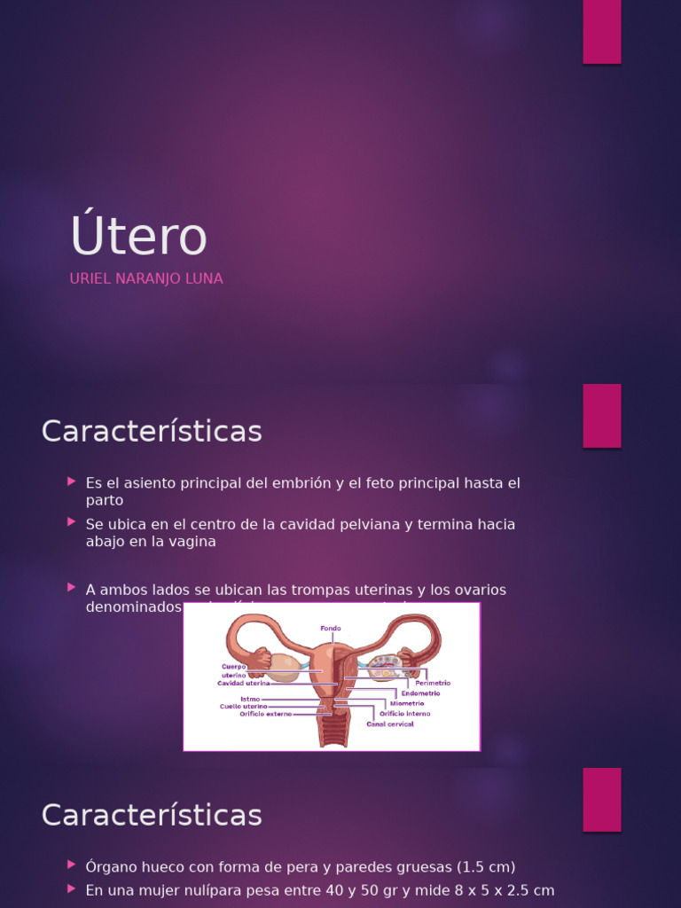 Anatomía y Función del Útero | PDF | Epitelio | Vagina