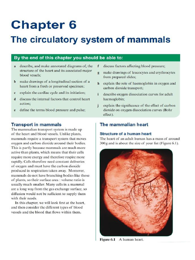 Bio Chapter 6 | PDF