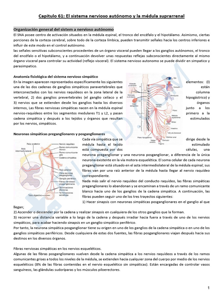 Capitulo 61 sist nerv autonomo y medulas | PDF | Acetilcolina | Norepinefrina