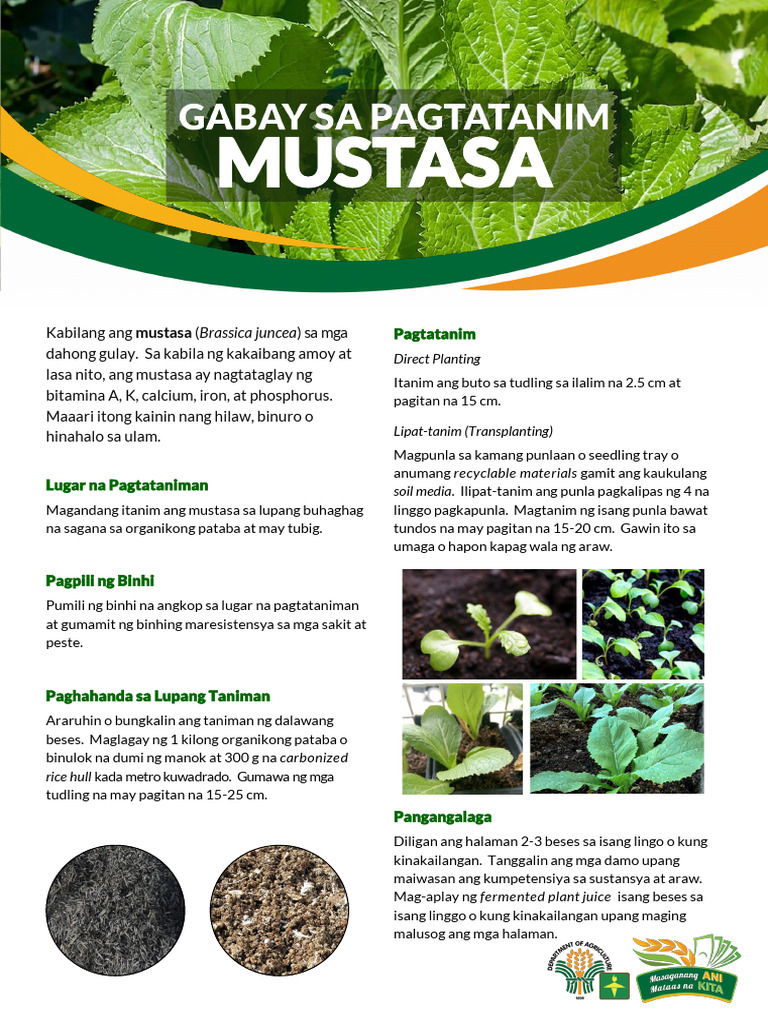 Gabay Sa Pagtatanim NG Mustasa | PDF