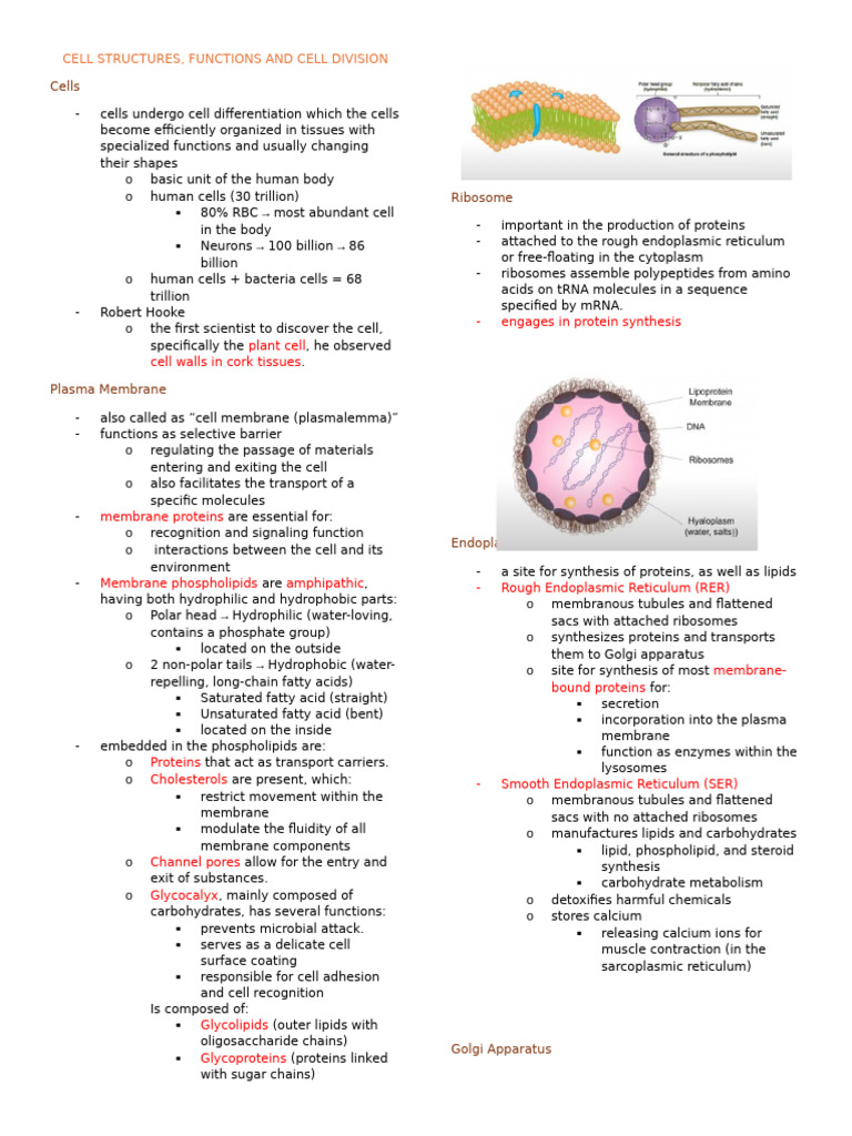 Cell Biology & 3. Cell Cycle and Cell Division | PDF | Mitosis | Meiosis