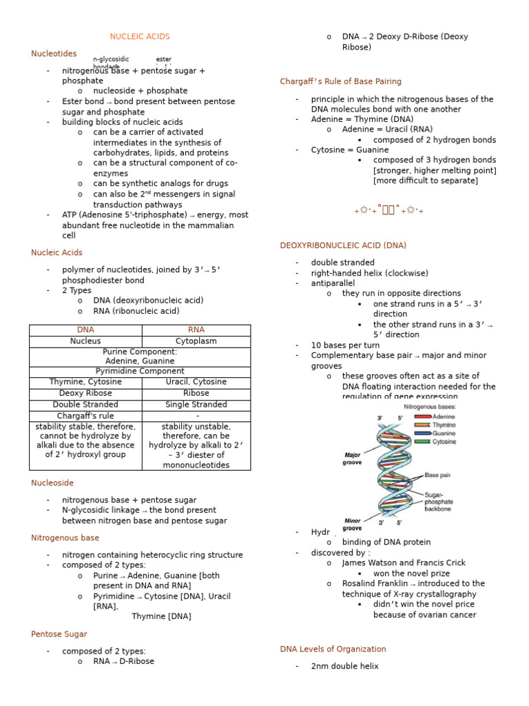 Nucleic Acids | PDF | Rna | Dna