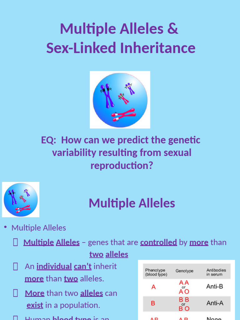 Multiple Alleles & Sex-Linked Inheritance Notes | PDF | Dominance ...