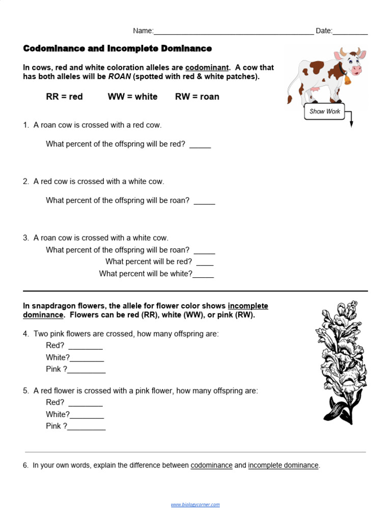 Practice Genetics - Codominance (Cow) | PDF