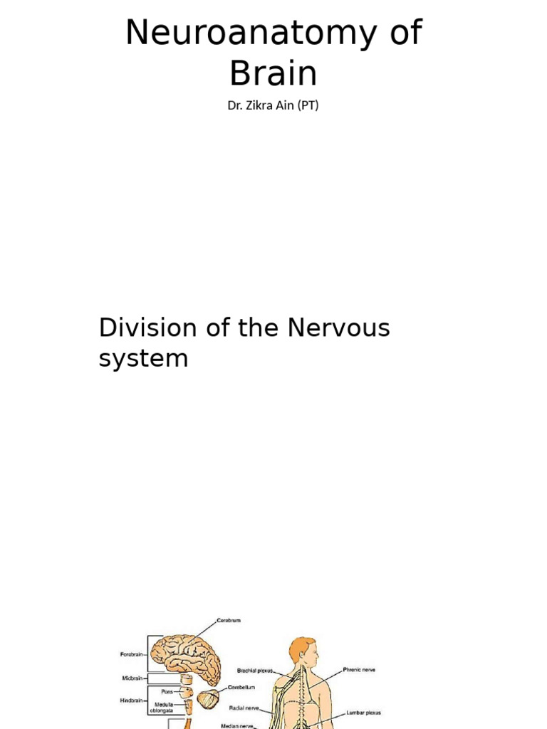 Neuroanatomy: Structure & Functions of the Brain | PDF | Neuron | Axon