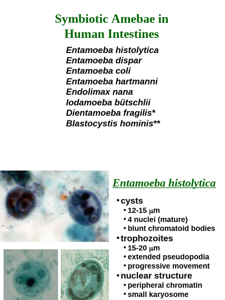 Symbiotic Amebae in Human Intestines | PDF