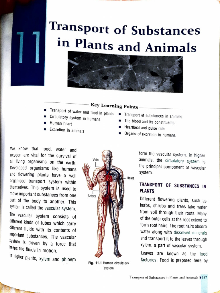 science ch-7 Guid | PDF | Atrium (Heart) | Heart