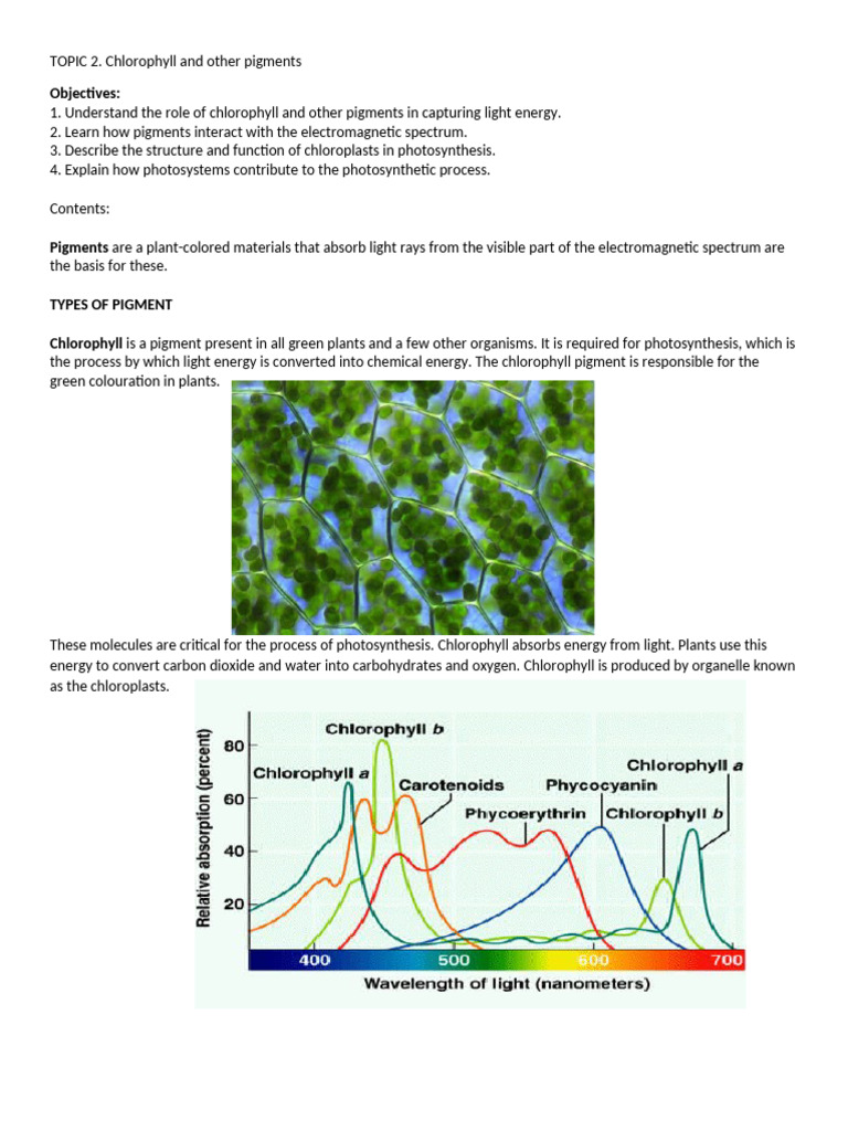 Topic 2. Chlorophyll and Other Pigments | PDF | Photosynthesis ...